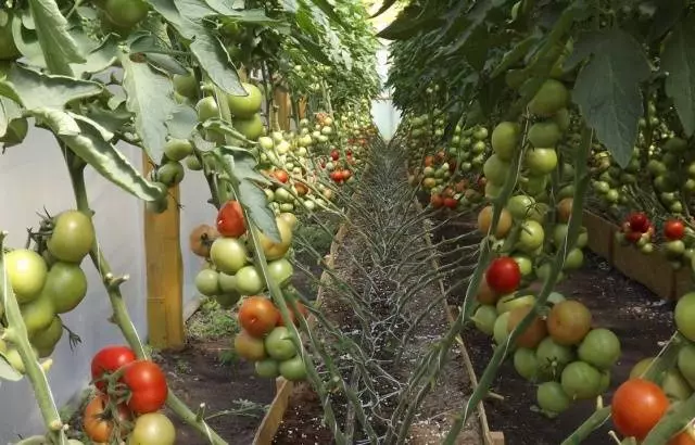 ການປູກtomatoesາກເລັ່ນຢູ່ໃນເຮືອນແກ້ວ 5027_2