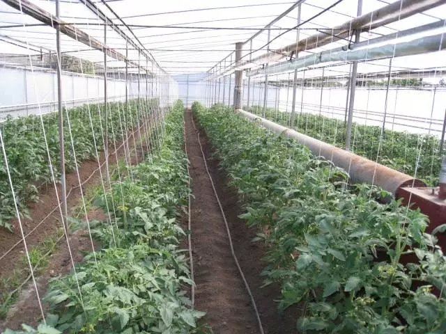 Utamatisi okhulayo ku-greenhouse 5027_32