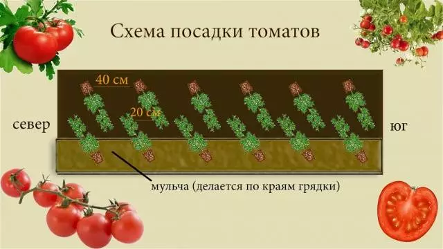 ການປູກtomatoesາກເລັ່ນຢູ່ໃນເຮືອນແກ້ວ 5027_8