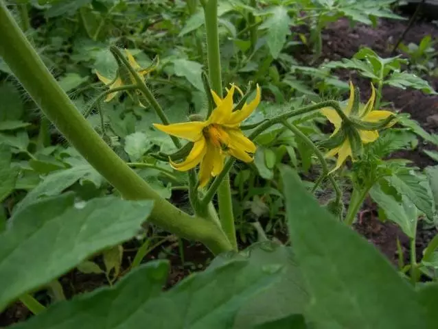 I-tomato yokugqoka ephezulu 5028_9