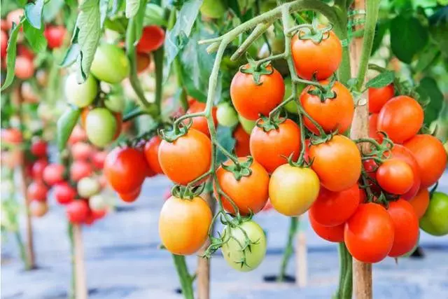 Tomato Chelyabinsk meteorite: njirimara na nkọwa nke ụdị dị iche iche 5034_3