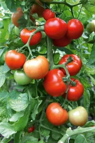 Meteorite Tomato Chelyabinsk: toetra sy famaritana ny karazany 5034_4