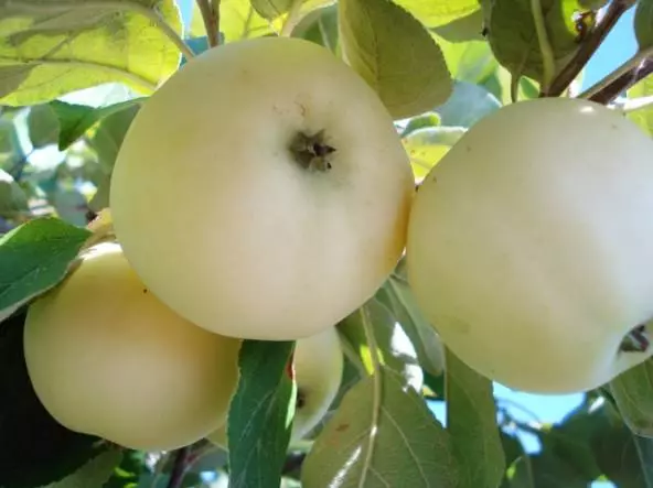 Farciment blanc de pomera: descripció de la varietat, fotos, ressenyes 5047_7