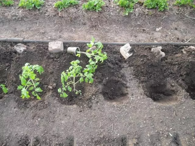 Plantning af tomatplanter i et drivhus