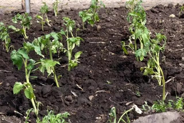 Plantning af tomatplanter i et drivhus