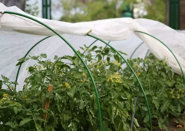 Plantning af tomatplanter i et drivhus