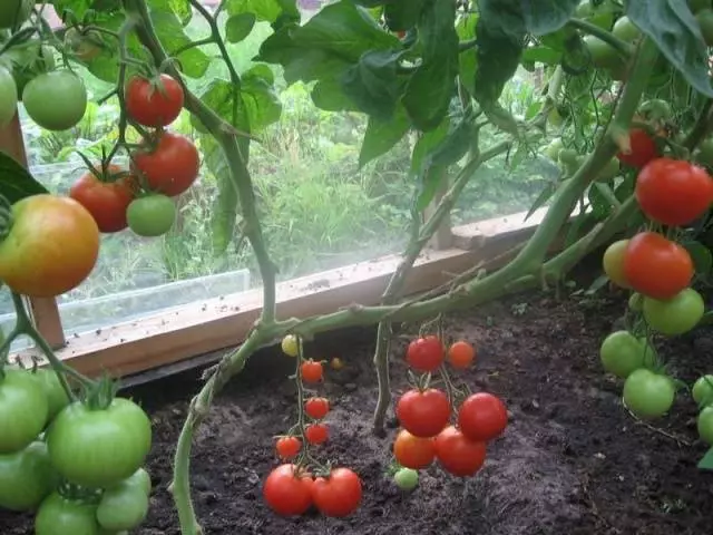 Planting av tomatplanter i et drivhus