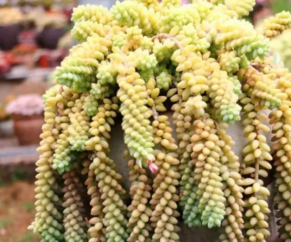 Sedum (Sedum) Morgan (Sedum Morganianum): ảnh, sinh sản, chăm sóc tại nhà 5063_10