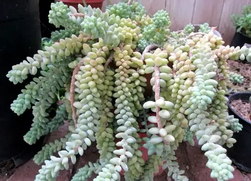 Sedum (Sedum) Morgan (Sedum Morganianum): פאָטאָ, רעפּראָדוקציע, היים זאָרגן 5063_12