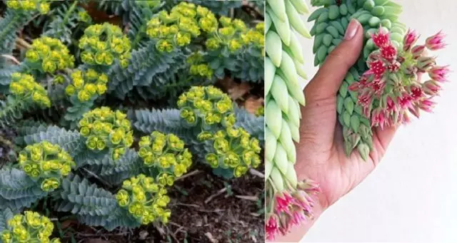 Sedum (Sedum) Morgan (Sedum Morganianum): פאָטאָ, רעפּראָדוקציע, היים זאָרגן 5063_19