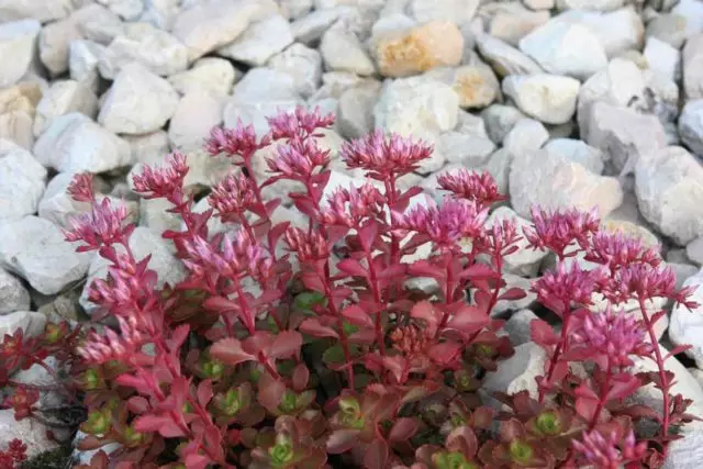 Sedum palsu: deskripsi, varietas populer, penanaman dan perawatan, budidaya, foto 5066_1