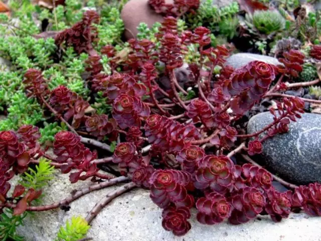 Sedum palsu: deskripsi, varietas populer, penanaman dan perawatan, budidaya, foto 5066_10