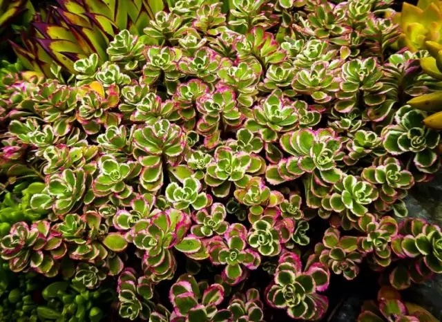 Sedum palsu: deskripsi, varietas populer, penanaman dan perawatan, budidaya, foto 5066_11