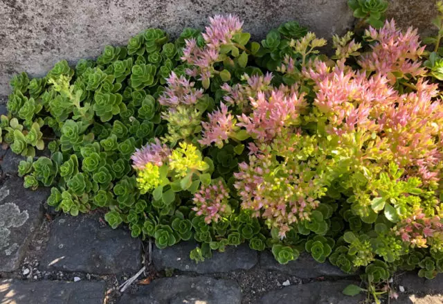 Sedum palsu: deskripsi, varietas populer, penanaman dan perawatan, budidaya, foto 5066_16