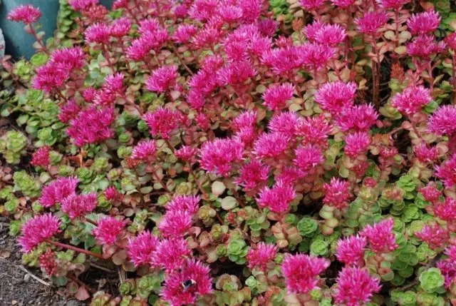 Sedum palsu: deskripsi, varietas populer, penanaman dan perawatan, budidaya, foto 5066_2