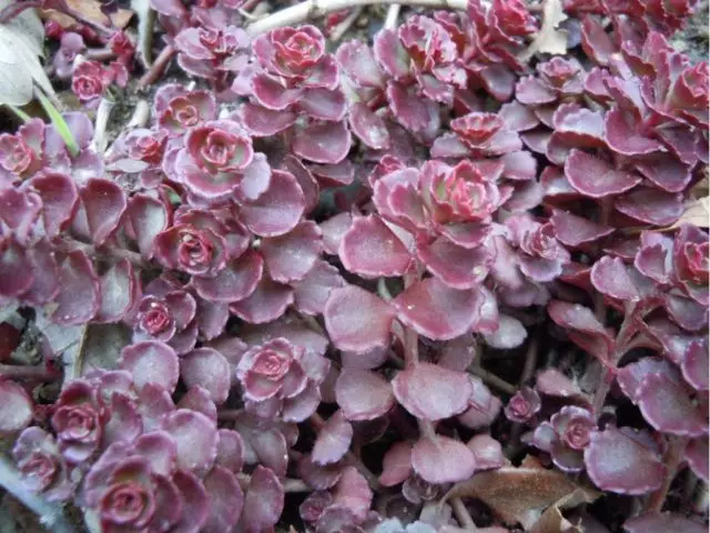 Sedum palsu: deskripsi, varietas populer, penanaman dan perawatan, budidaya, foto 5066_3