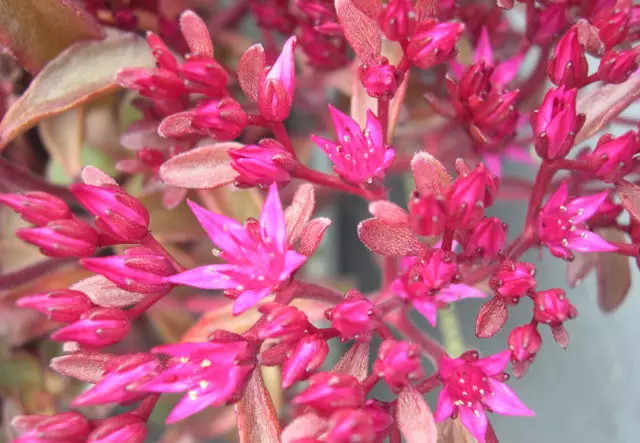 Sedum palsu: deskripsi, varietas populer, penanaman dan perawatan, budidaya, foto 5066_4