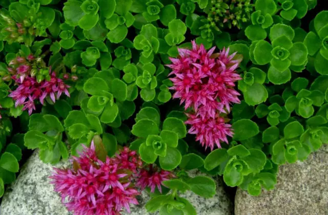 Sedum palsu: deskripsi, varietas populer, penanaman dan perawatan, budidaya, foto 5066_7