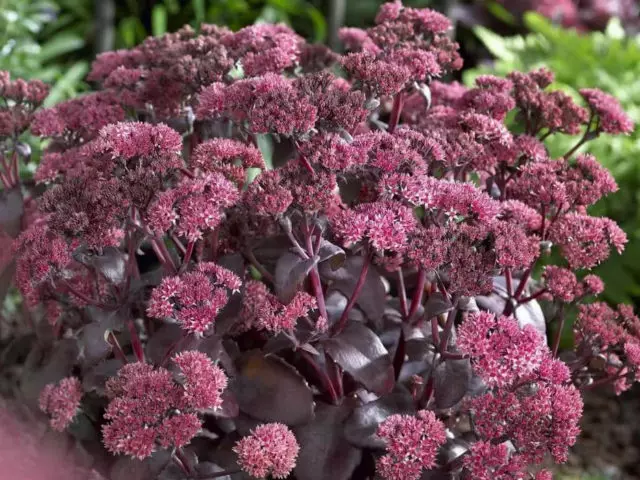 Sedum palsu: deskripsi, varietas populer, penanaman dan perawatan, budidaya, foto 5066_8