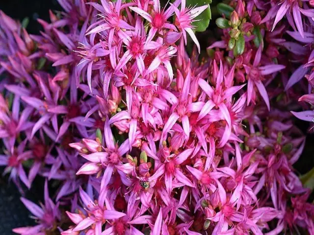 Sedum palsu: deskripsi, varietas populer, penanaman dan perawatan, budidaya, foto 5066_9