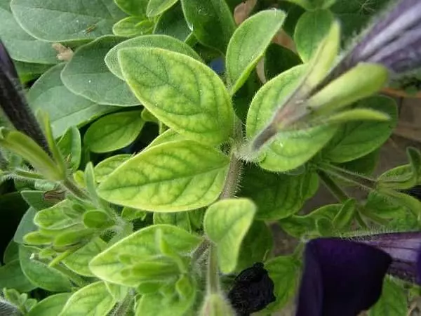 Wêrom petunia -seedlings giel wurde 5070_4