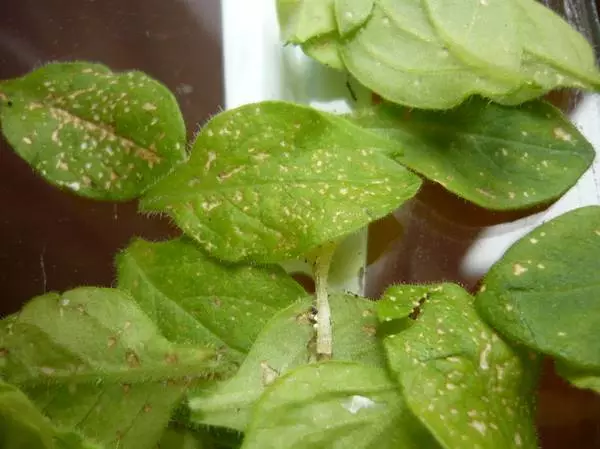 Wêrom petunia -seedlings giel wurde 5070_6