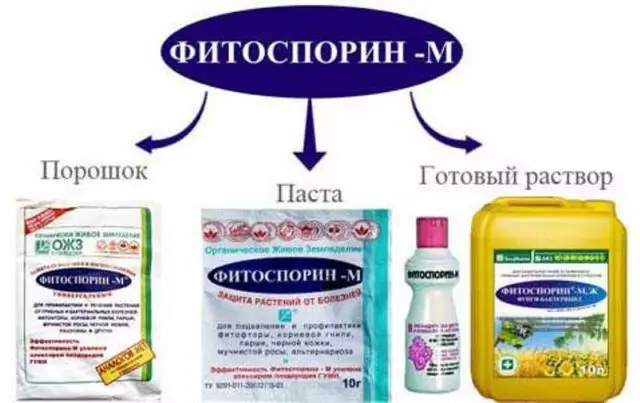 Tractament d’hivernacle amb Fitosporin a la primavera: com reproduir-se, com cultivar el sòl 507_1