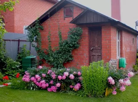 Pioene in die landskapontwerp van 'n somerhuisie, tuin, foto, suksesvolle kombinasies en komposisies 5080_17