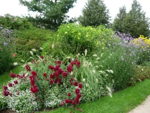 Pioene in die landskapontwerp van 'n somerhuisie, tuin, foto, suksesvolle kombinasies en komposisies 5080_29