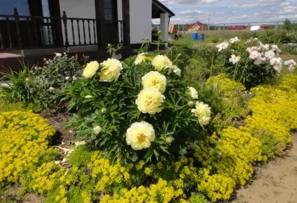 Pioene in die landskapontwerp van 'n somerhuisie, tuin, foto, suksesvolle kombinasies en komposisies 5080_39