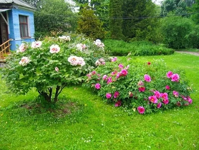 Pioene in die landskapontwerp van 'n somerhuisie, tuin, foto, suksesvolle kombinasies en komposisies 5080_40