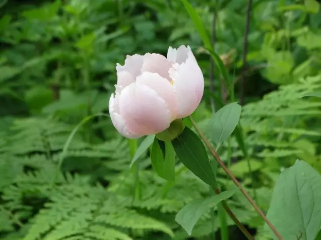 Peonia a fiore di latte (Paeonia lactiflora): cosa significa, semina e cura 5083_1