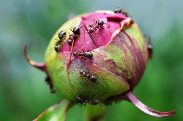 Peonia a fiore di latte (Paeonia lactiflora): cosa significa, semina e cura 5083_17