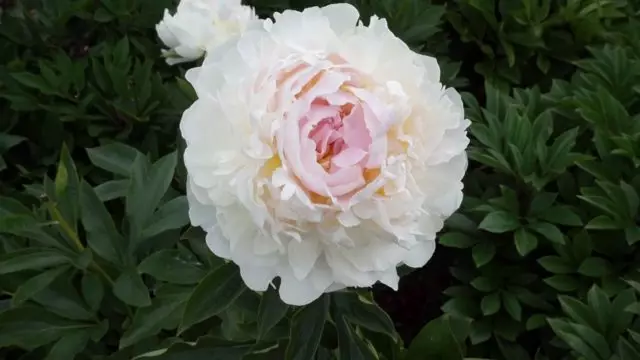 Peonia a fiore di latte (Paeonia lactiflora): cosa significa, semina e cura 5083_4