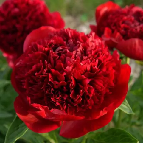 Peonia a fiore di latte (Paeonia lactiflora): cosa significa, semina e cura 5083_5