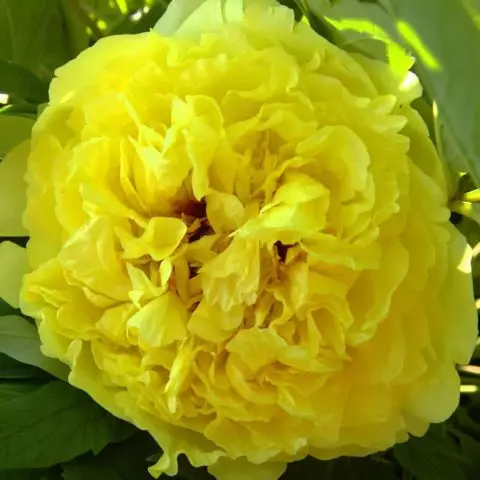 Peonia a fiore di latte (Paeonia lactiflora): cosa significa, semina e cura 5083_8