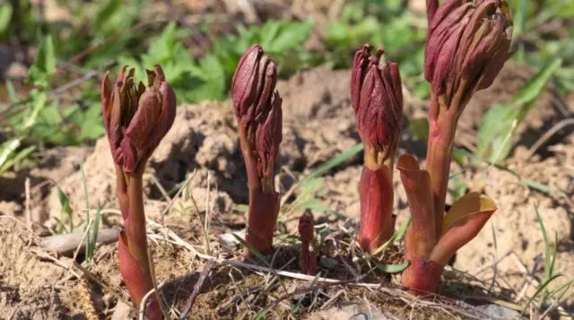 Hvernig á að fæða peonies á vorin fyrir gróskumikla flóru: hugtök, reglur, leyndarmál 5086_5