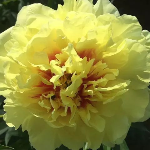 ITO-peonies: यसको मतलब के हो, फोटो र नाम, रोपण र हेरचाह, प्रजनन, जाडो को लागी तयारी संग किस्महरु 5089_10