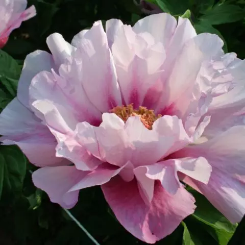 ITO-peonies: તેનો અર્થ શું છે, ફોટા અને નામો સાથે જાતો, વાવેતર અને સંભાળ, પ્રજનન, શિયાળા માટે તૈયારી 5089_14