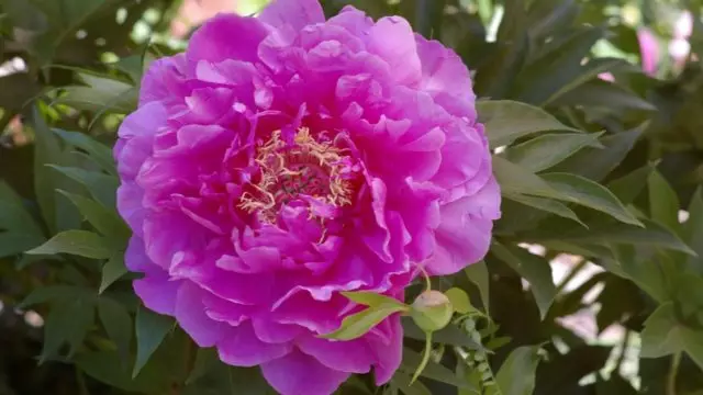 ITO-peonies: بۇ نېمىدىن دېرەك بېرىدۇ ، سۈرەت ۋە ئىسىملار بار سورتلار ، تېرىش ۋە پەرۋىش قىلىش ، كۆپەيتىش ، قىشقا تەييارلىق قىلىش 5089_16