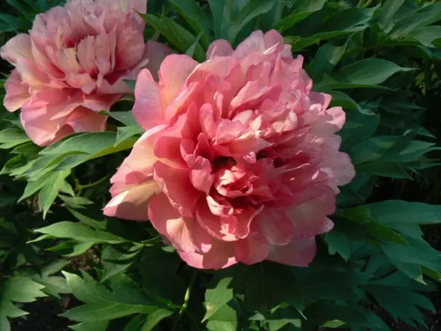 ITO-peonies: यसको मतलब के हो, फोटो र नाम, रोपण र हेरचाह, प्रजनन, जाडो को लागी तयारी संग किस्महरु 5089_2