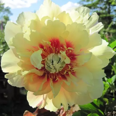 ITO-peonies: এর অর্থ কী, ফটো এবং নাম সহ জাত, রোপণ এবং যত্ন, প্রজনন, শীতের জন্য প্রস্তুতি 5089_20