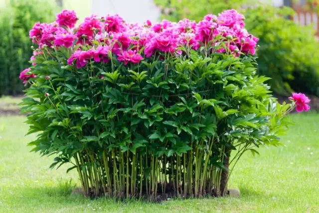 ITO-peonies: بۇ نېمىدىن دېرەك بېرىدۇ ، سۈرەت ۋە ئىسىملار بار سورتلار ، تېرىش ۋە پەرۋىش قىلىش ، كۆپەيتىش ، قىشقا تەييارلىق قىلىش 5089_21