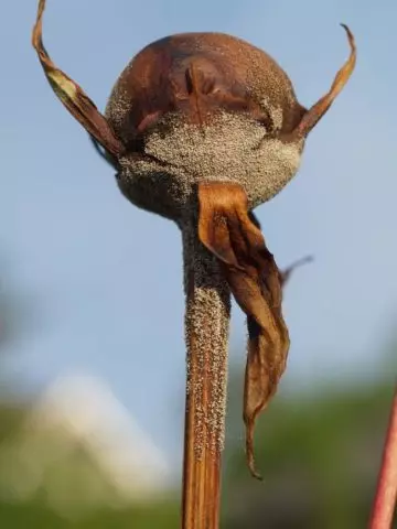 ITO-pioenrozen: wat betekent het, variëteiten met foto's en namen, planten en verzorgen, reproductie, voorbereiding op de winter 5089_24