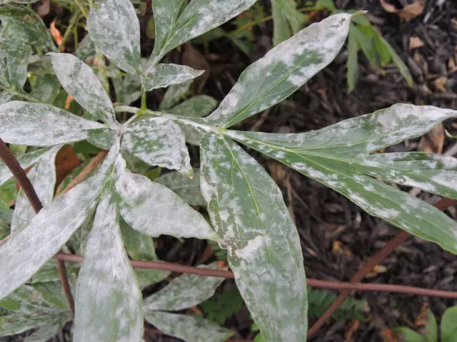 ITO-pioenrozen: wat betekent het, variëteiten met foto's en namen, planten en verzorgen, reproductie, voorbereiding op de winter 5089_25