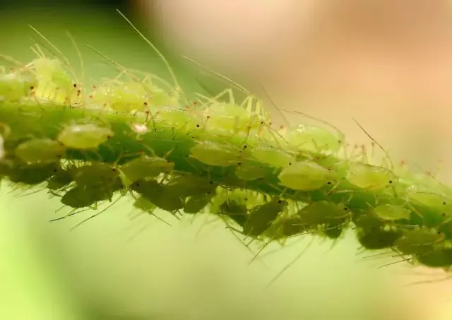 ITO-pioenrozen: wat betekent het, variëteiten met foto's en namen, planten en verzorgen, reproductie, voorbereiding op de winter 5089_26