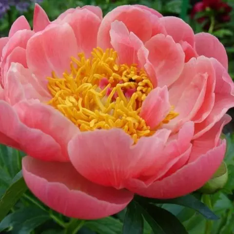 ITO-peonies: بۇ نېمىدىن دېرەك بېرىدۇ ، سۈرەت ۋە ئىسىملار بار سورتلار ، تېرىش ۋە پەرۋىش قىلىش ، كۆپەيتىش ، قىشقا تەييارلىق قىلىش 5089_29