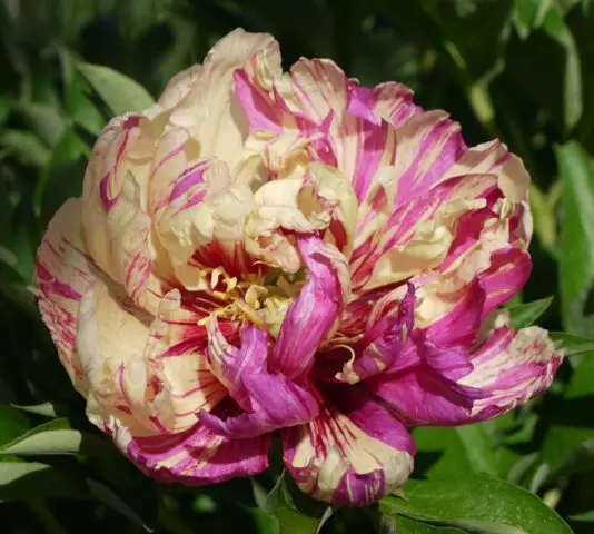 ITO-peonies: તેનો અર્થ શું છે, ફોટા અને નામો સાથે જાતો, વાવેતર અને સંભાળ, પ્રજનન, શિયાળા માટે તૈયારી 5089_31