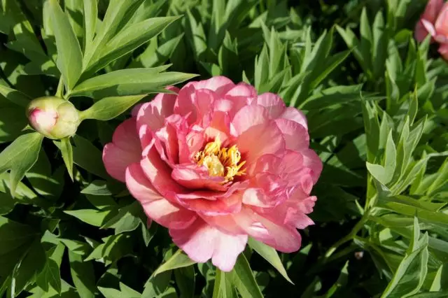 ITO-peonies: এর অর্থ কী, ফটো এবং নাম সহ জাত, রোপণ এবং যত্ন, প্রজনন, শীতের জন্য প্রস্তুতি 5089_39