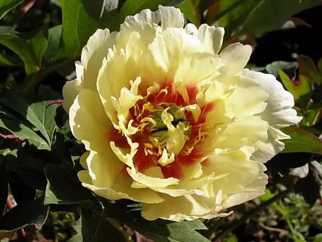 ITO-peonies: بۇ نېمىدىن دېرەك بېرىدۇ ، سۈرەت ۋە ئىسىملار بار سورتلار ، تېرىش ۋە پەرۋىش قىلىش ، كۆپەيتىش ، قىشقا تەييارلىق قىلىش 5089_4